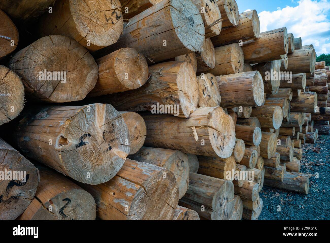Closeup shot of dry felled logs stacked on top of each other Stock ...