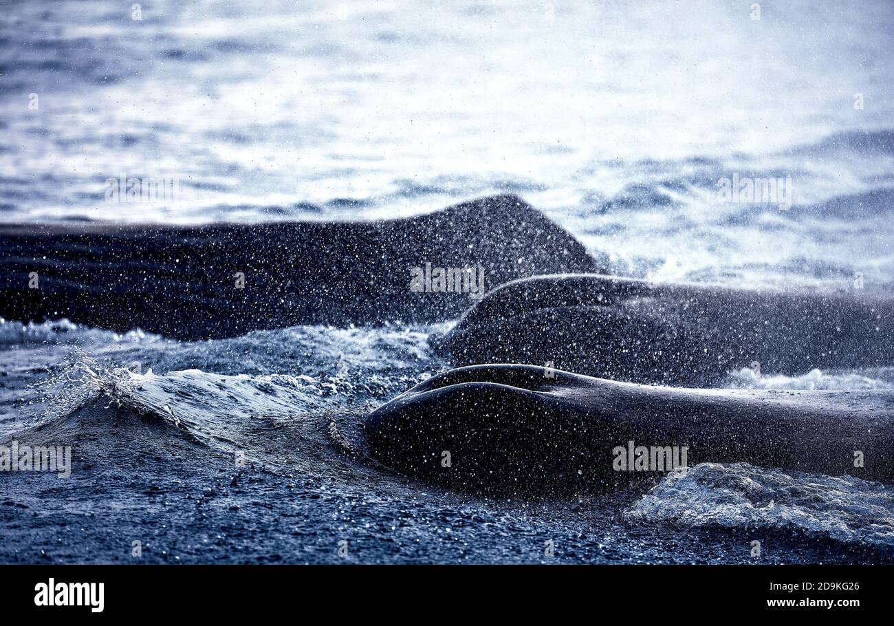 Whale watching. Group of sperm whales breathes air. Splashes and chalks ...