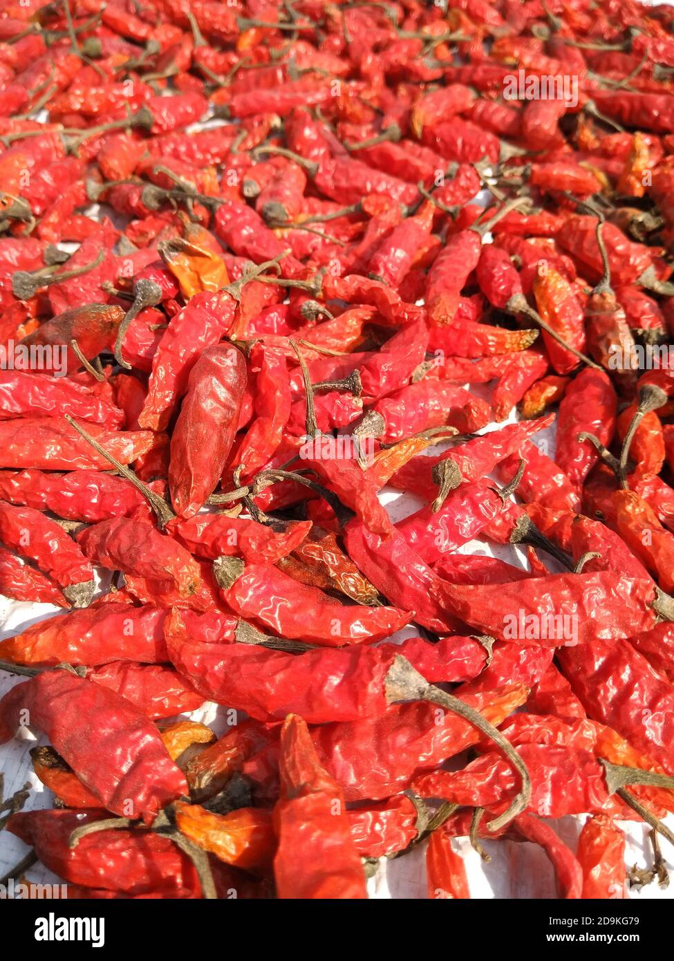 Fresh Dry red chilies with blur background Stock Photo - Alamy