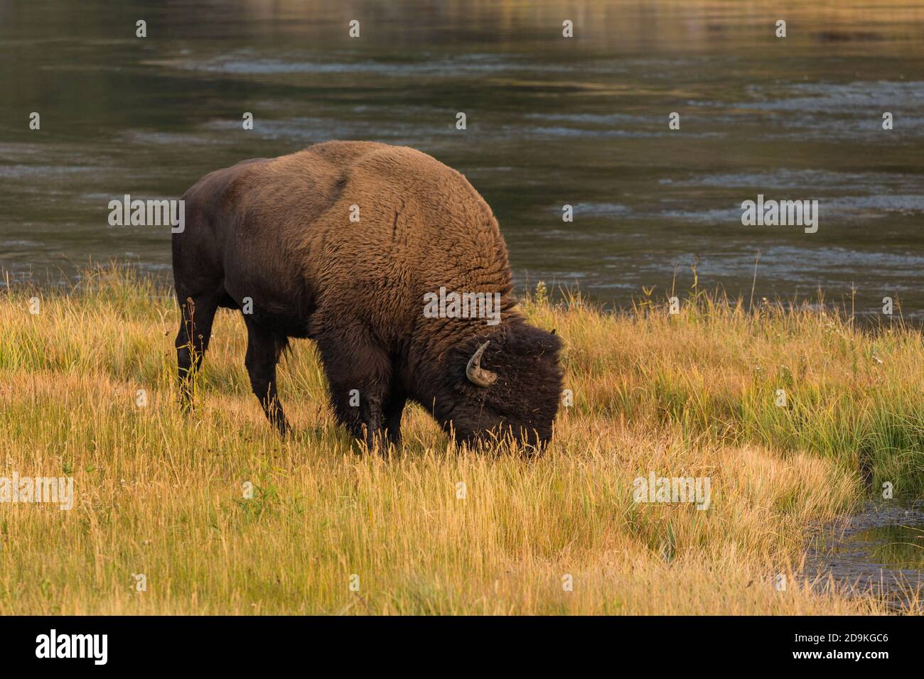 An American Bison bull grazing alongside the Madison River in ...