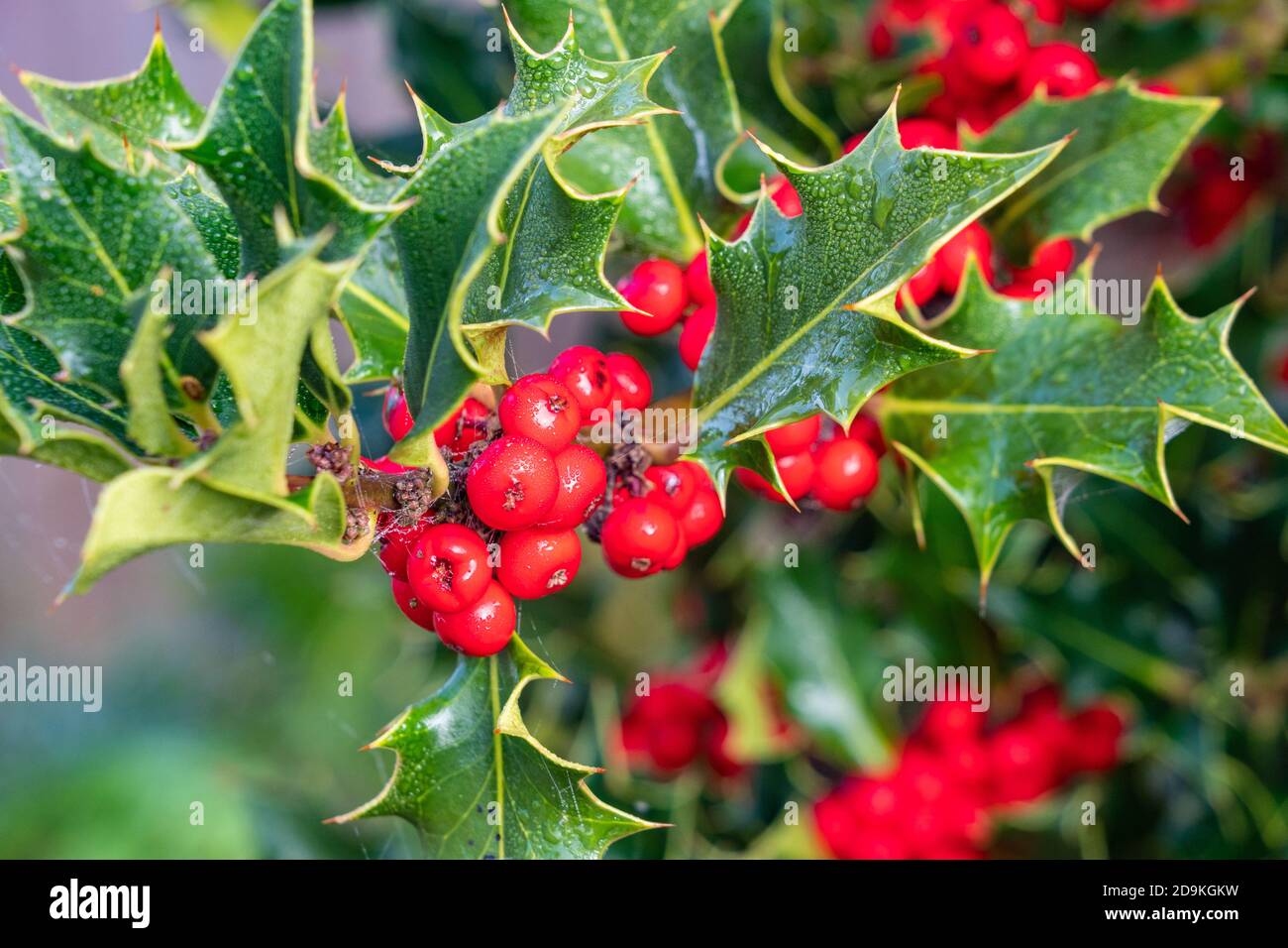 Berries holly hi-res stock photography and images - Alamy