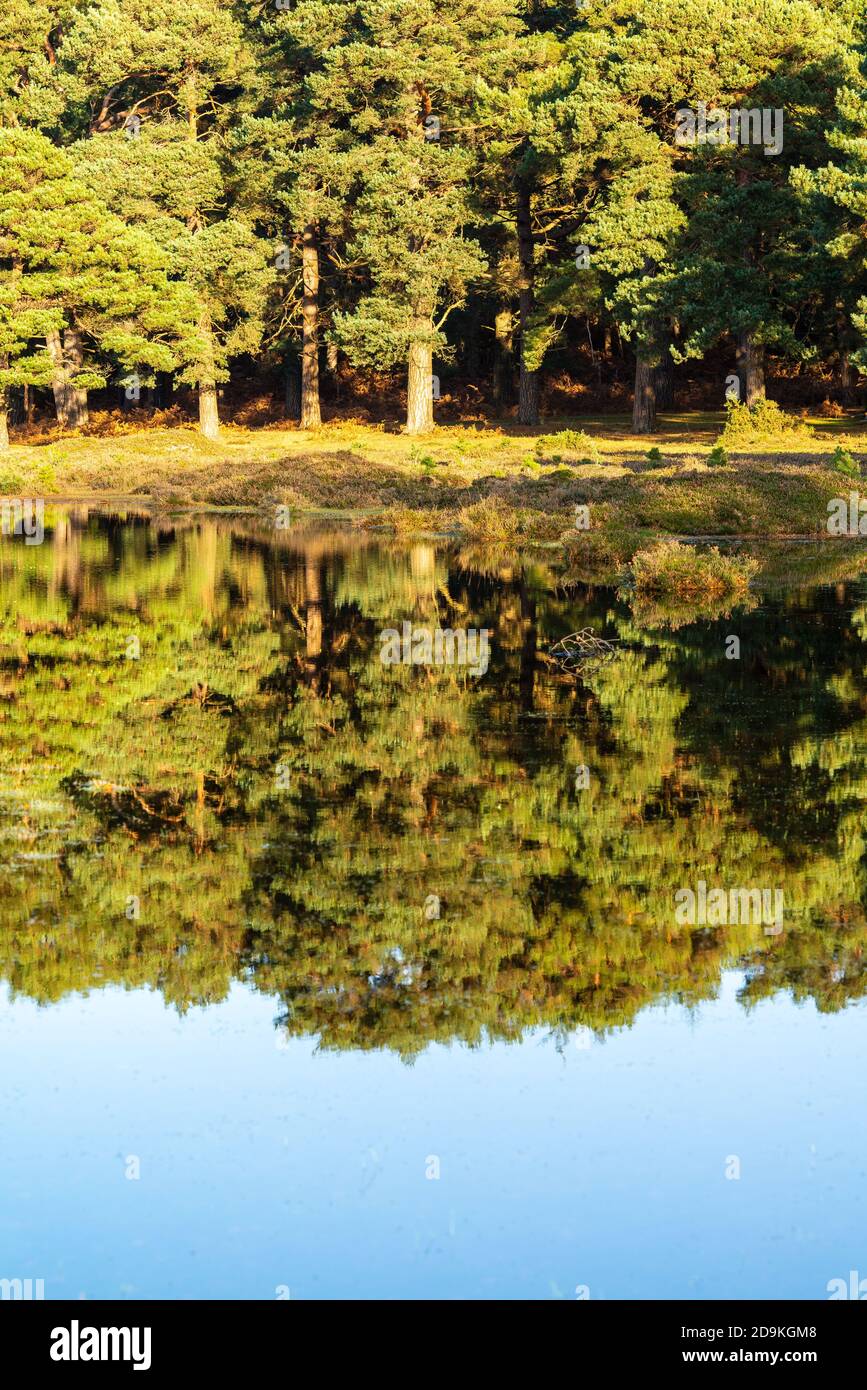 Trees and reflection in water Stock Photo - Alamy