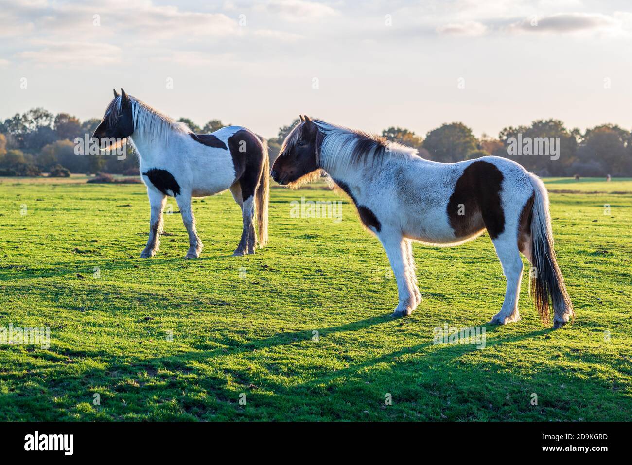 Piebald horse hi-res stock photography and images - Alamy