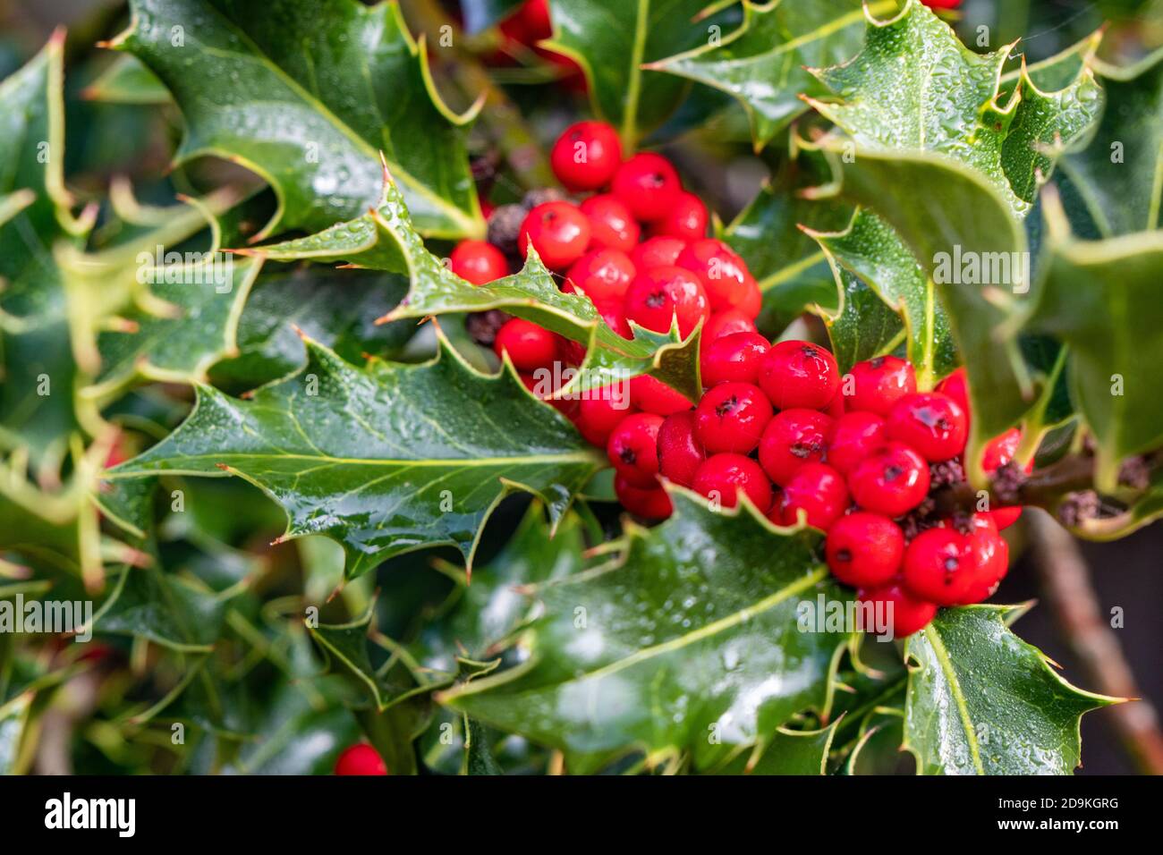 Holly leaf close up tree hi-res stock photography and images - Alamy
