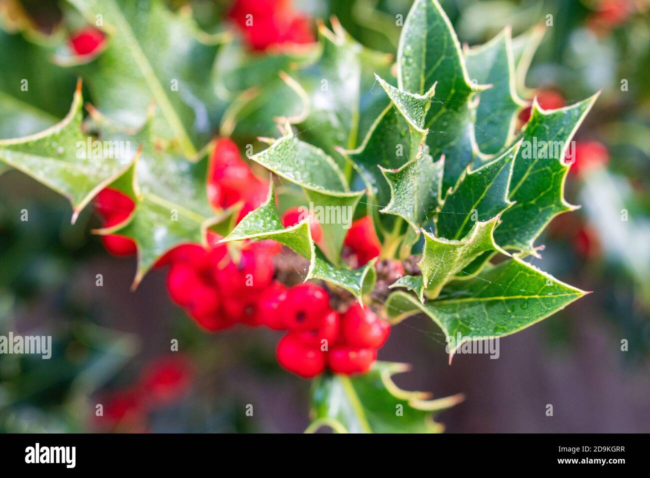 Red berries holly shrub close hi-res stock photography and images - Alamy