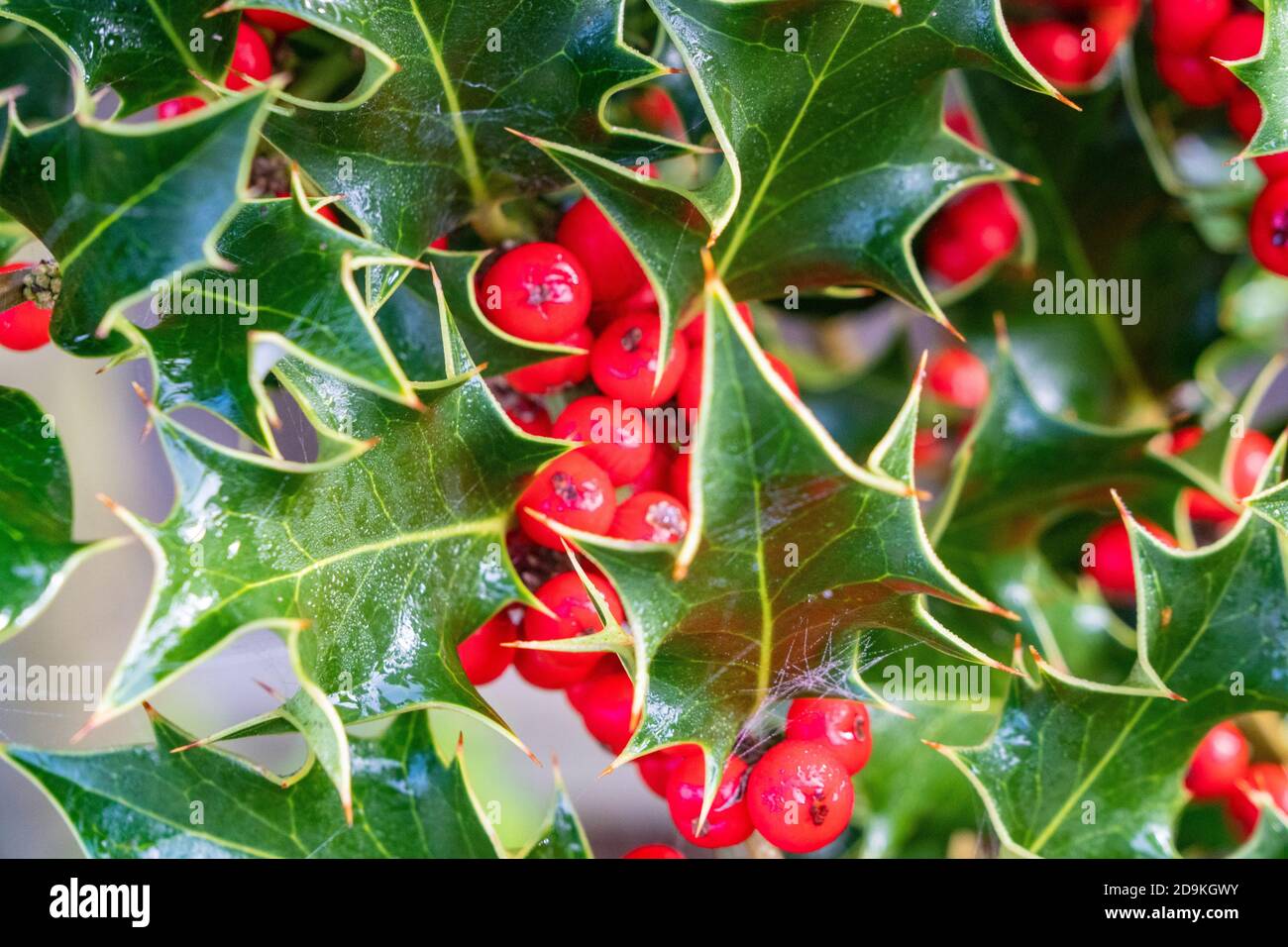 Holly landscape hi-res stock photography and images - Alamy