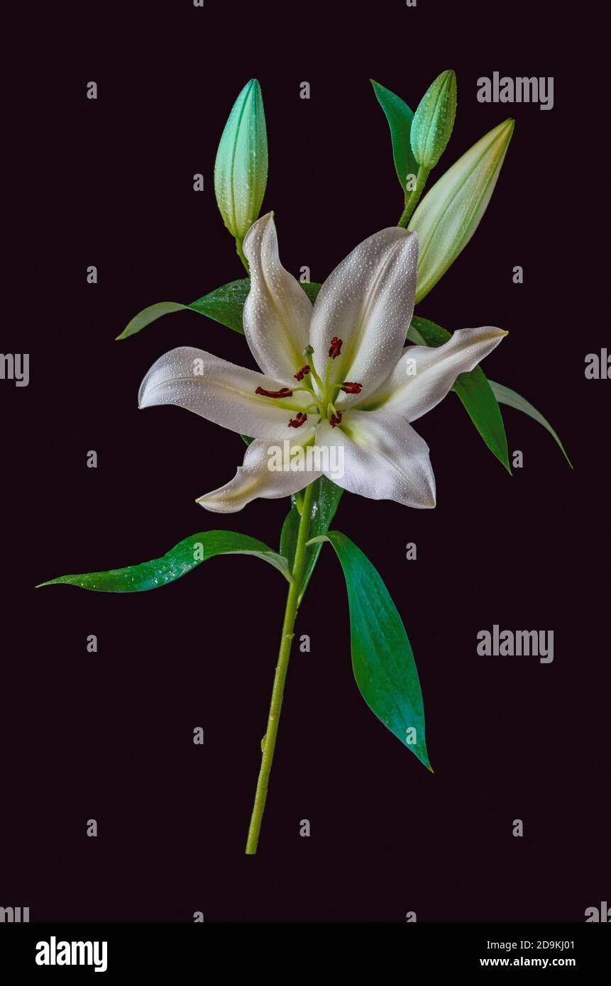 Single Lily with water droplets, on plain black background Stock Photo ...