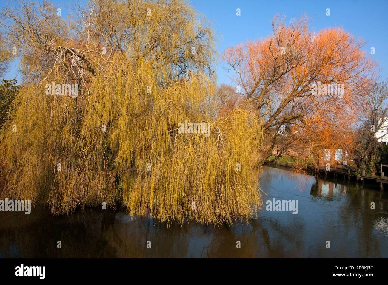 Weeping willow trees hi-res stock photography and images - Alamy