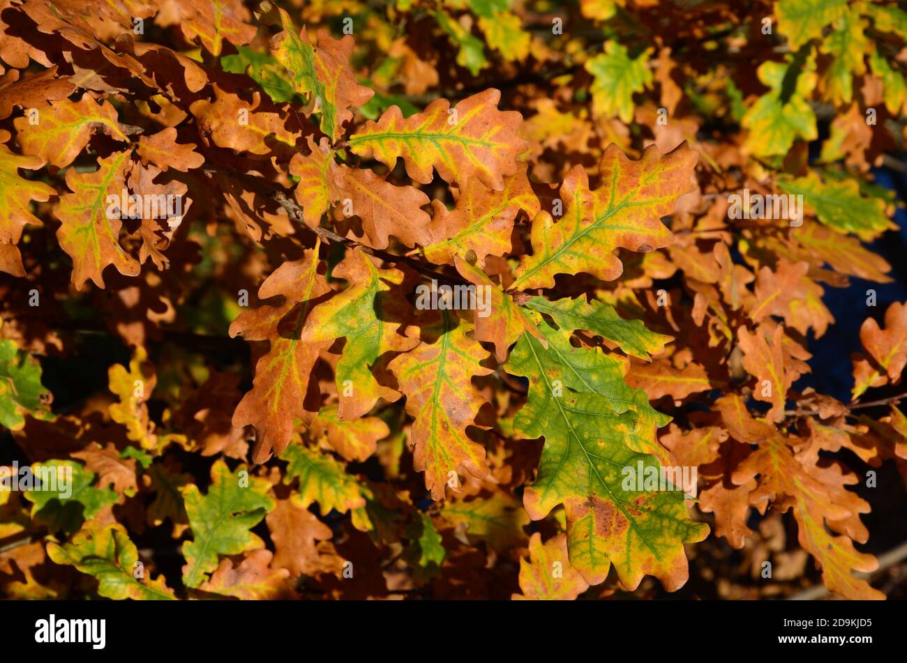 Acorn tree hi-res stock photography and images - Alamy