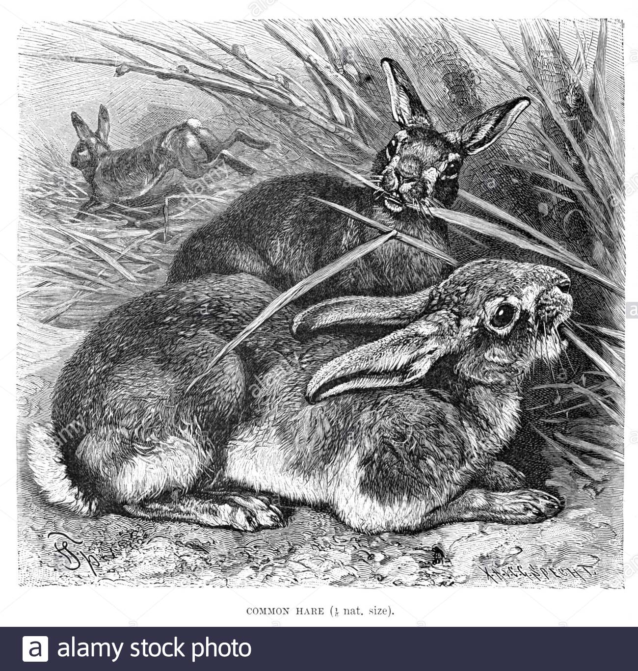 Hare drawing hi-res stock photography and images - Alamy