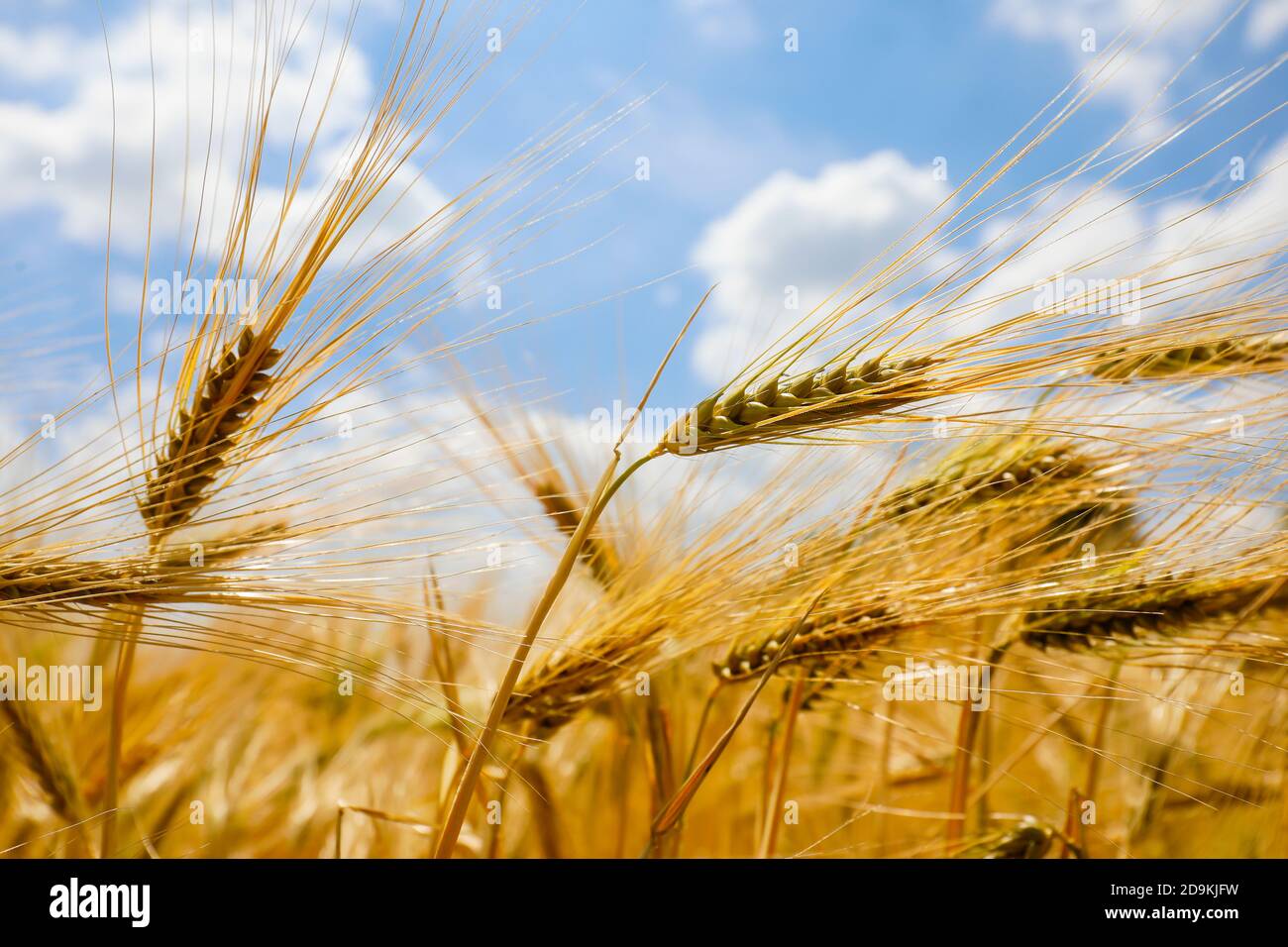 Barley malt variety hi-res stock photography and images - Alamy