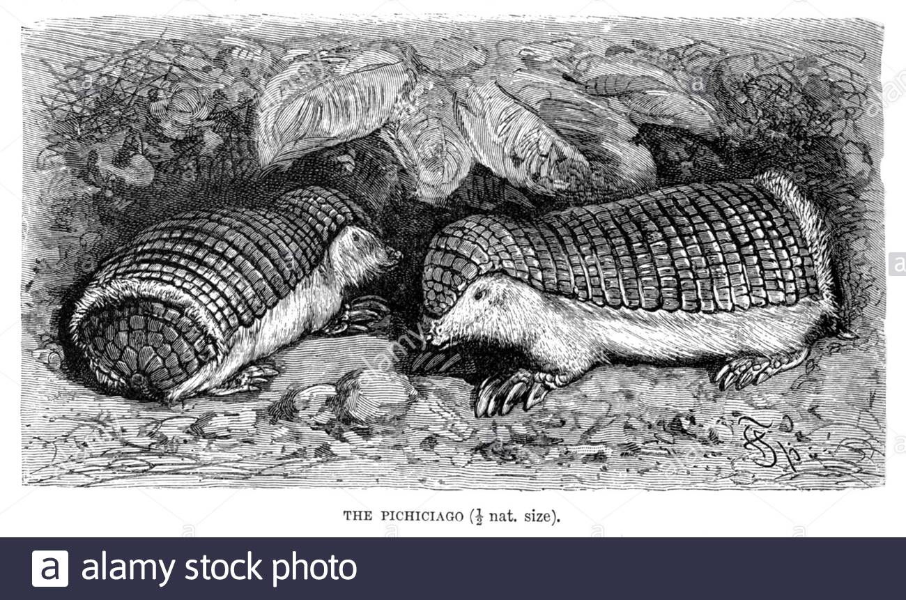 Pink Fairy Armadillos