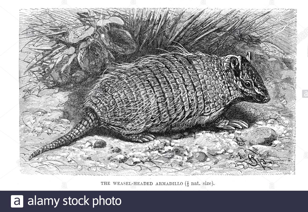 Armadillos illustrations Black and White Stock Photos & Images - Alamy
