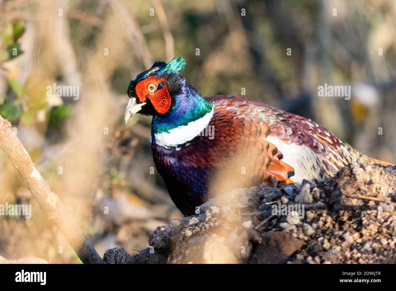 Faisan faisans oiseaux sauvages oiseaux hi-res stock photography and ...