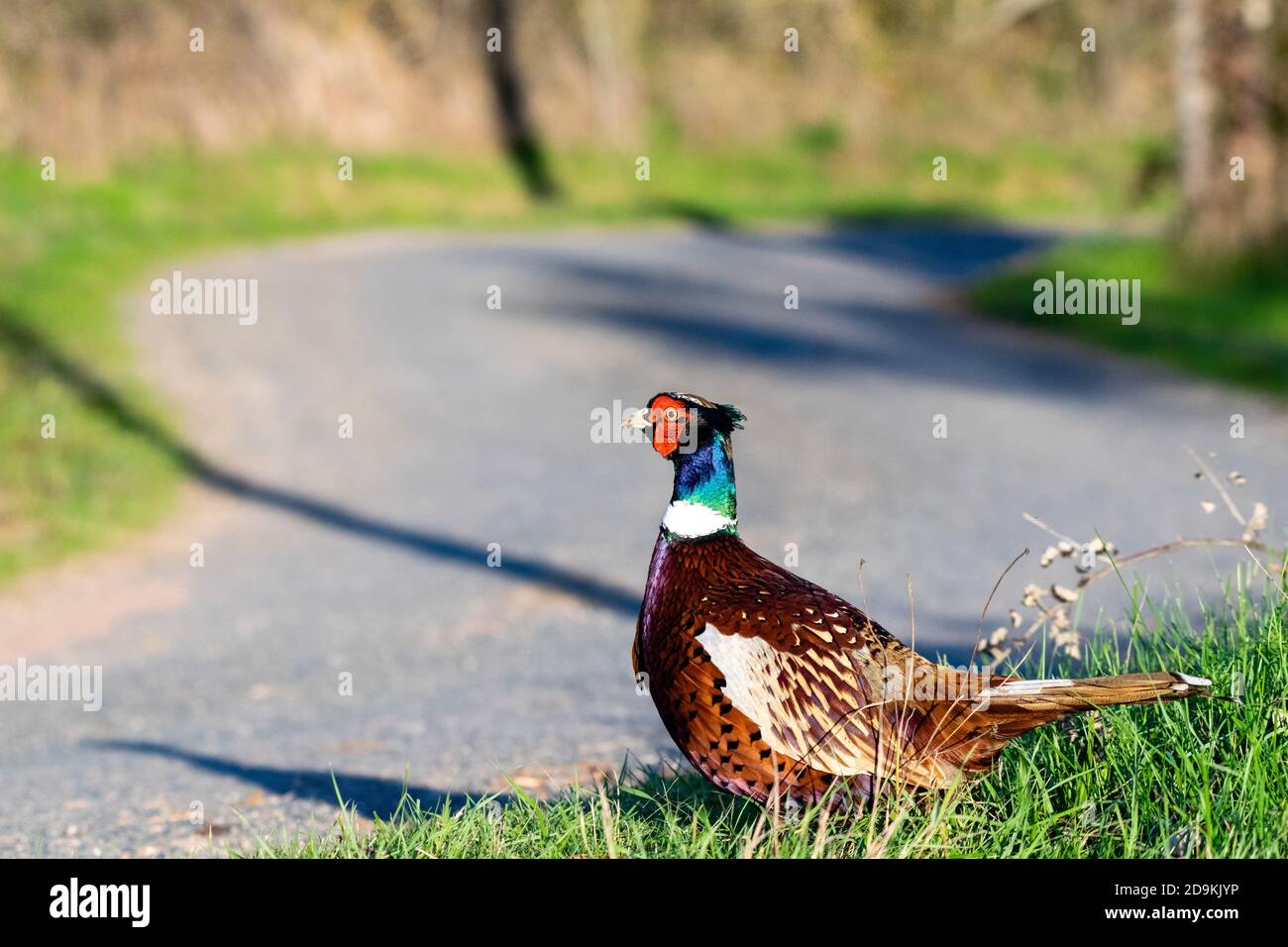 Wings ailes oiseaux hi-res stock photography and images - Alamy