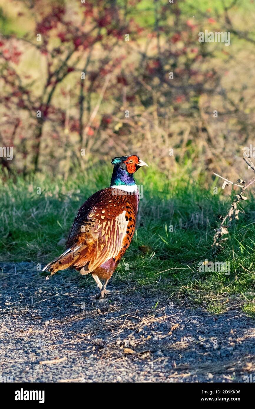 Faisan faisans oiseaux sauvages oiseaux hi-res stock photography and ...
