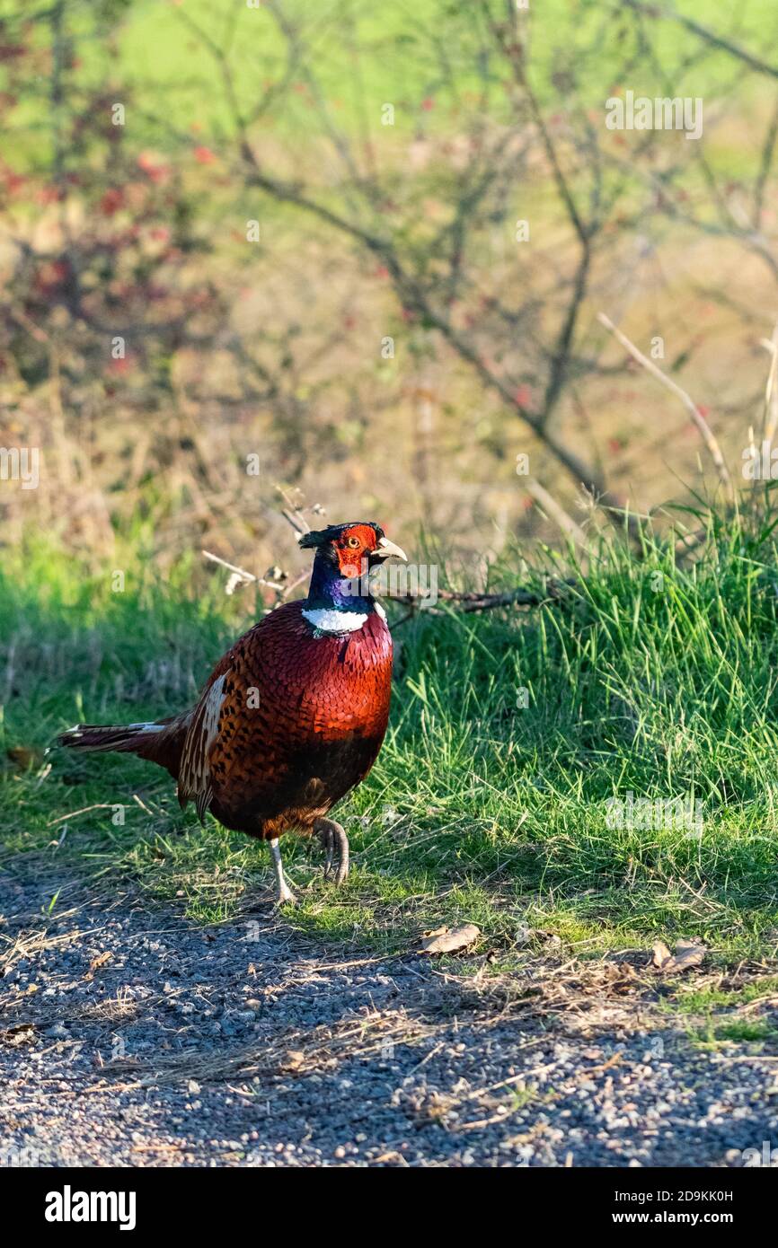 Wings ailes oiseaux hi-res stock photography and images - Alamy