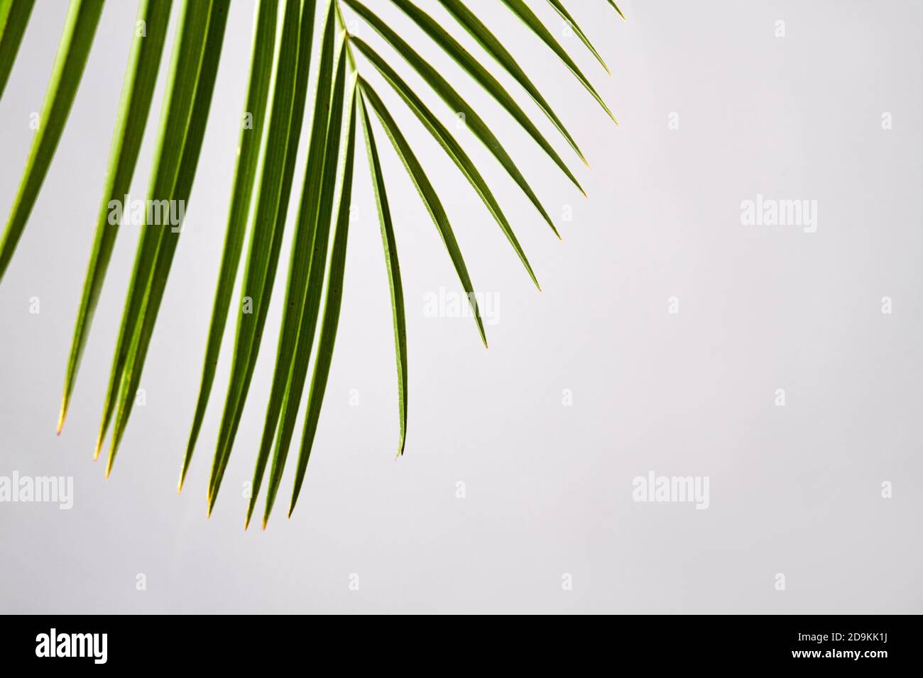 Hanging green tree leaves Stock Photo - Alamy