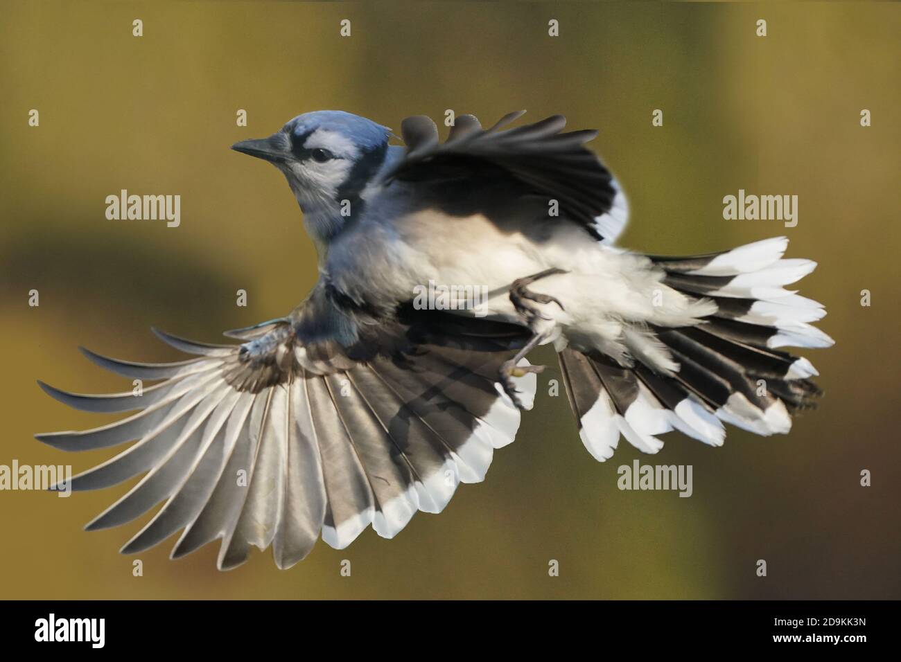 Blue Jay in flight unusual angle Stock Photo - Alamy