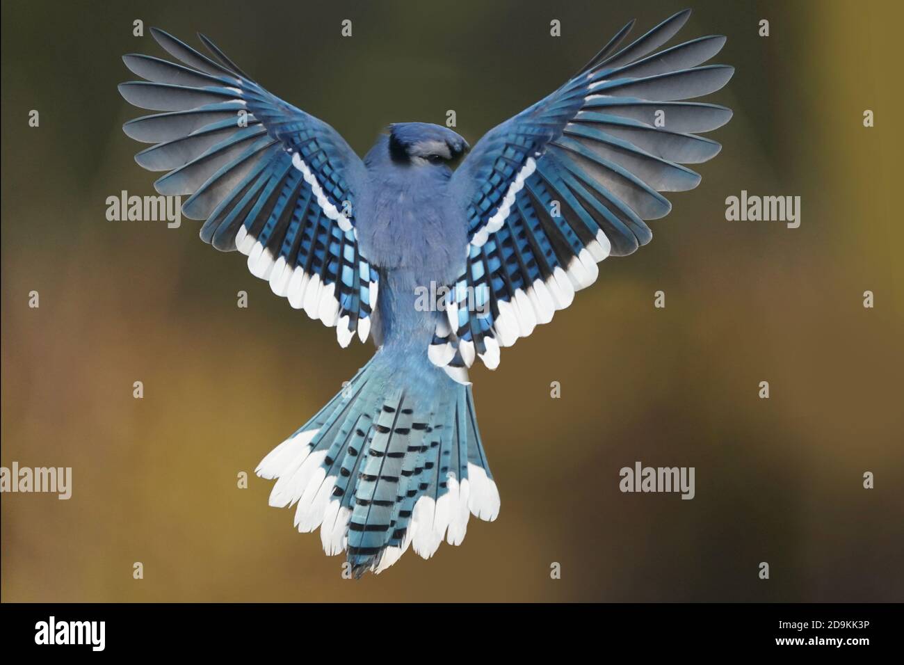 Blue Jay in flight unusual angle Stock Photo - Alamy