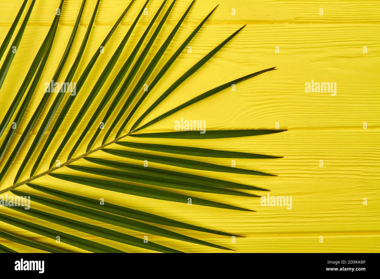 Long thin leaves hi-res stock photography and images - Alamy