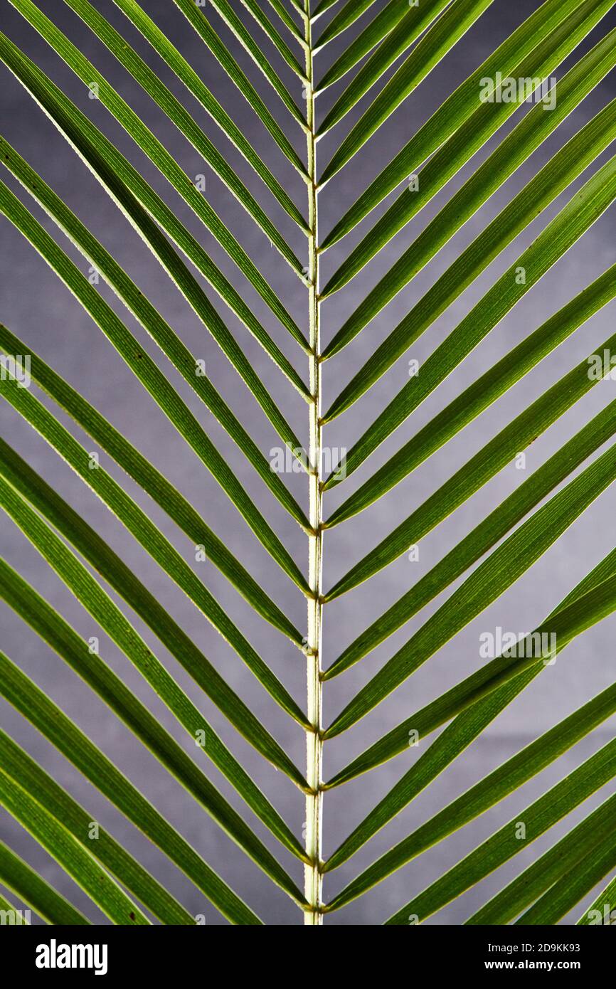 Close-up palm tree branch Stock Photo - Alamy