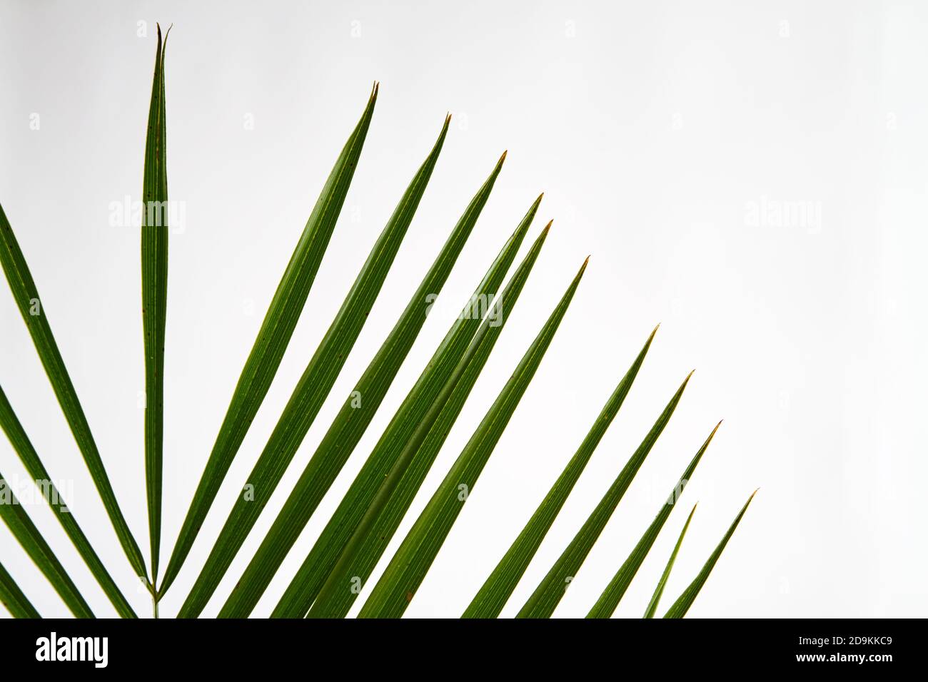 Plant with straight long leaves Stock Photo - Alamy