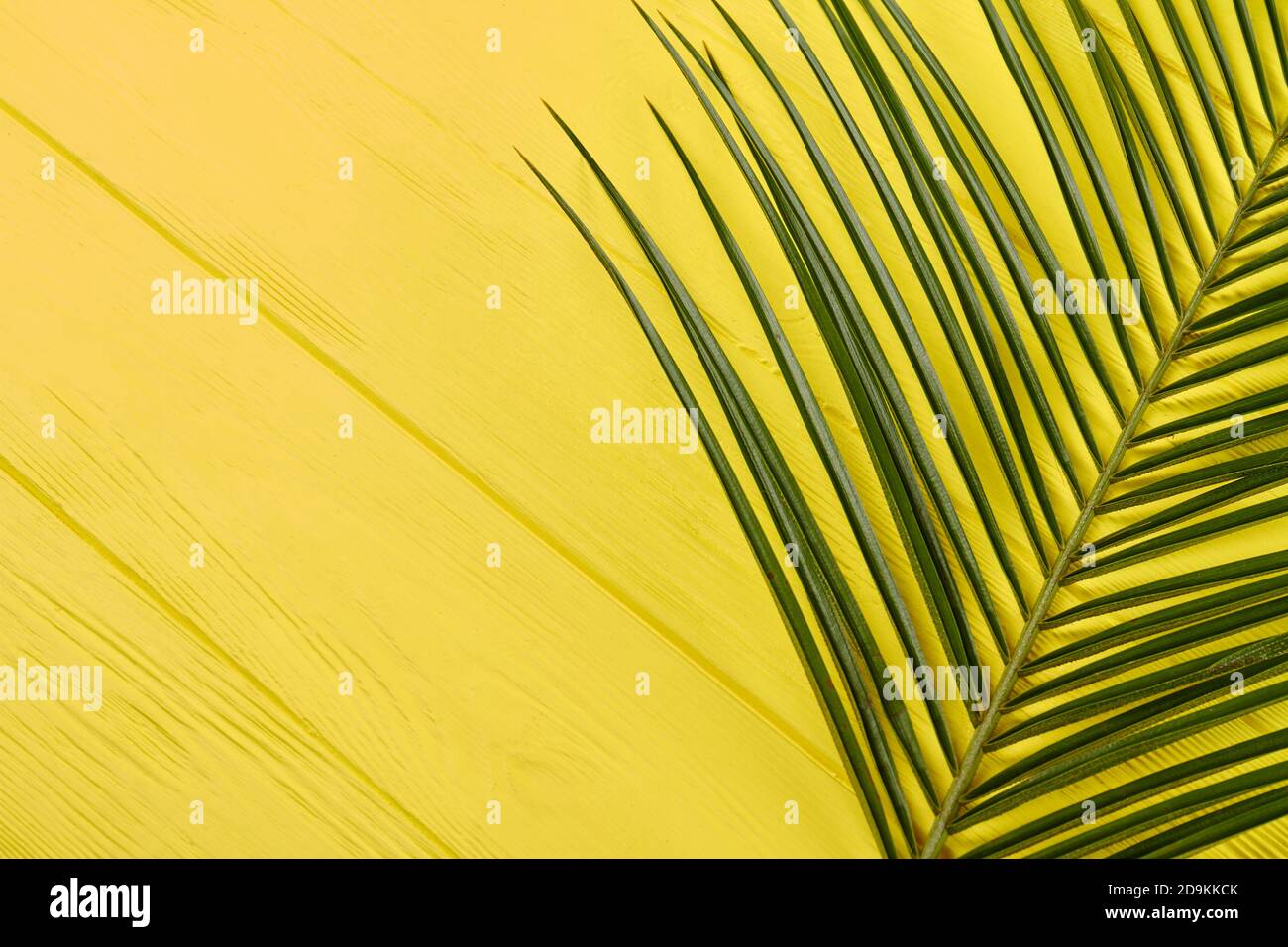 Long thin straight leaves Stock Photo - Alamy