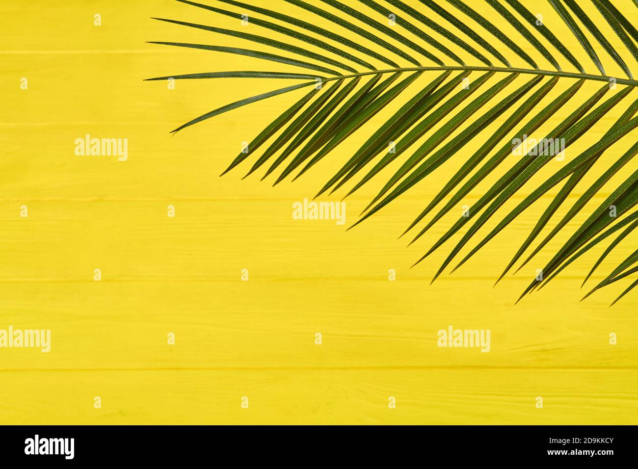 Plant with straight long leaves Stock Photo - Alamy