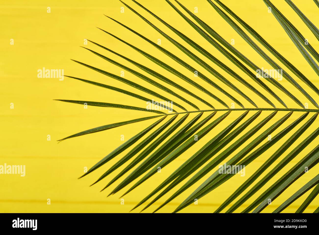 Straight leaves hi-res stock photography and images - Alamy