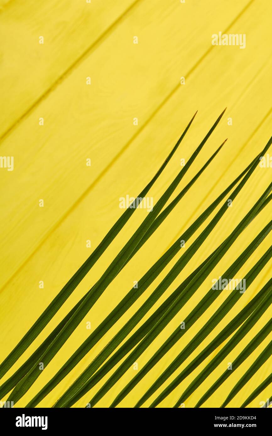 Straight leaves hi-res stock photography and images - Alamy