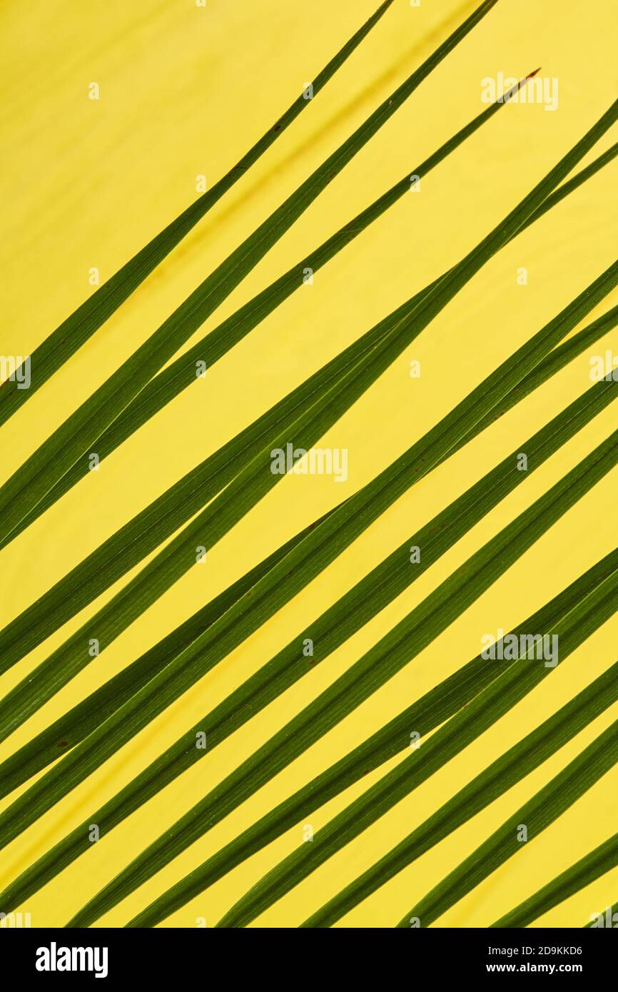 Straight leaves hi-res stock photography and images - Alamy