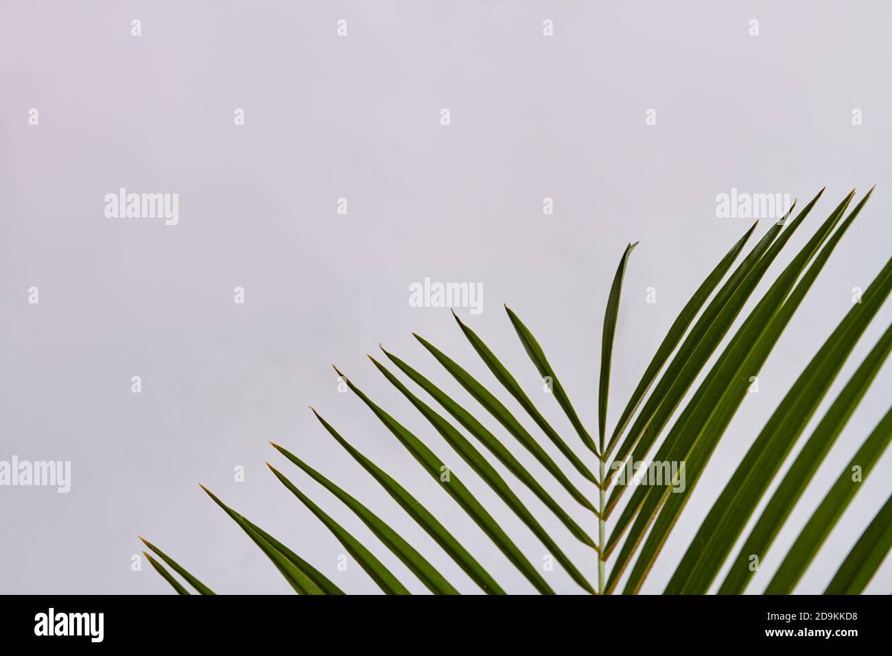 Straight sharp leaves hi-res stock photography and images - Alamy