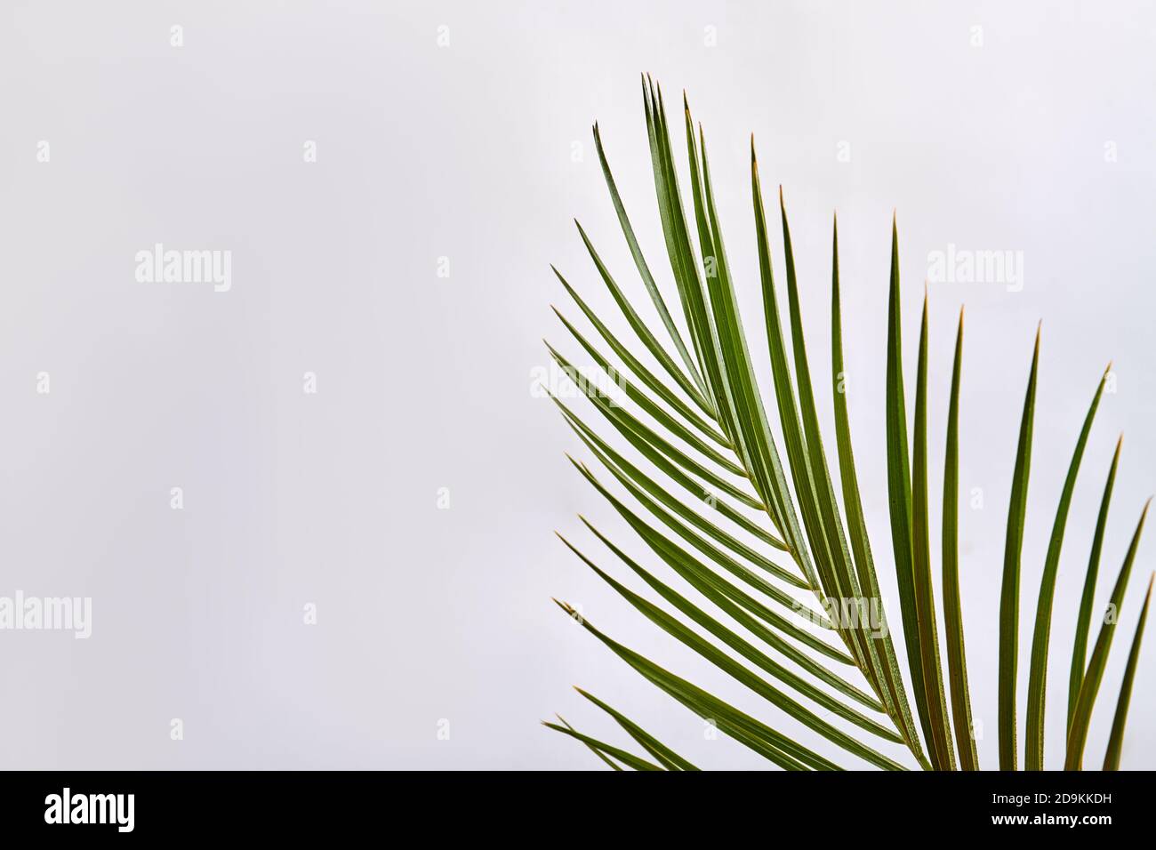 Straight sharp leaves hi-res stock photography and images - Alamy