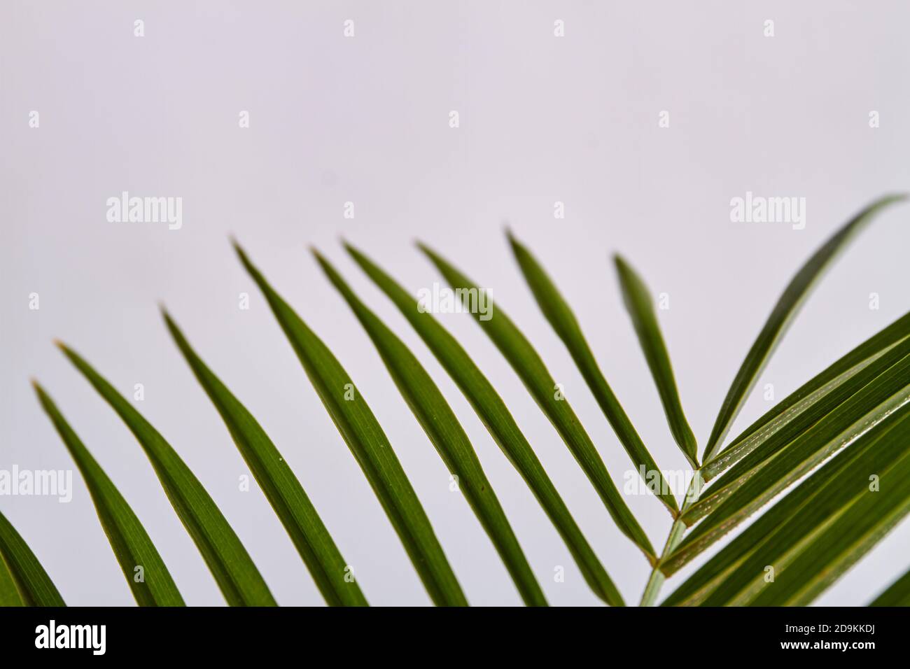 Long thin and sharp hi-res stock photography and images - Alamy