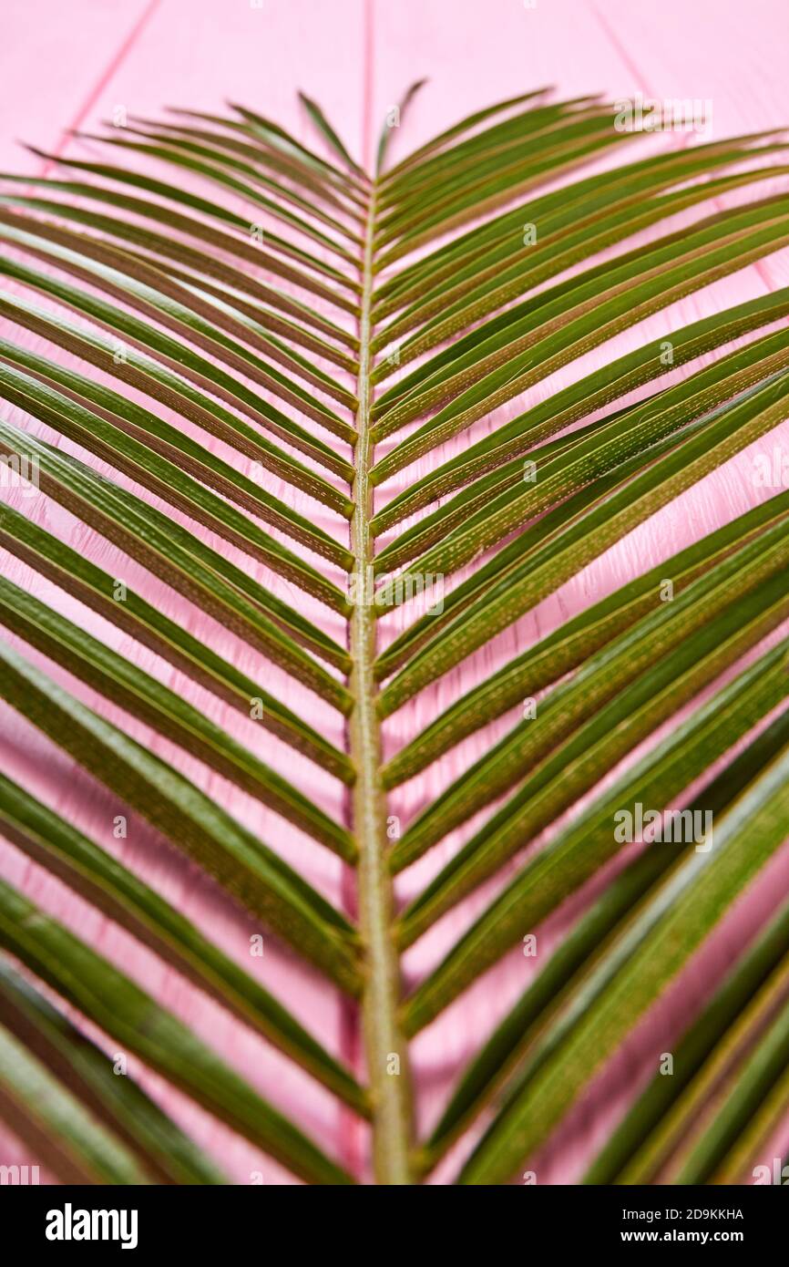 Close-up stem and thin leaves Stock Photo - Alamy
