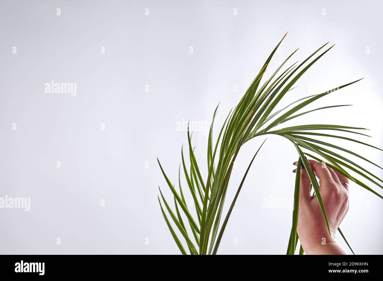 Female hand touching plant Stock Photo - Alamy