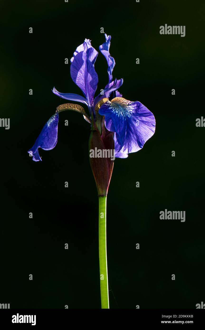 Blue flag iris hi-res stock photography and images - Alamy