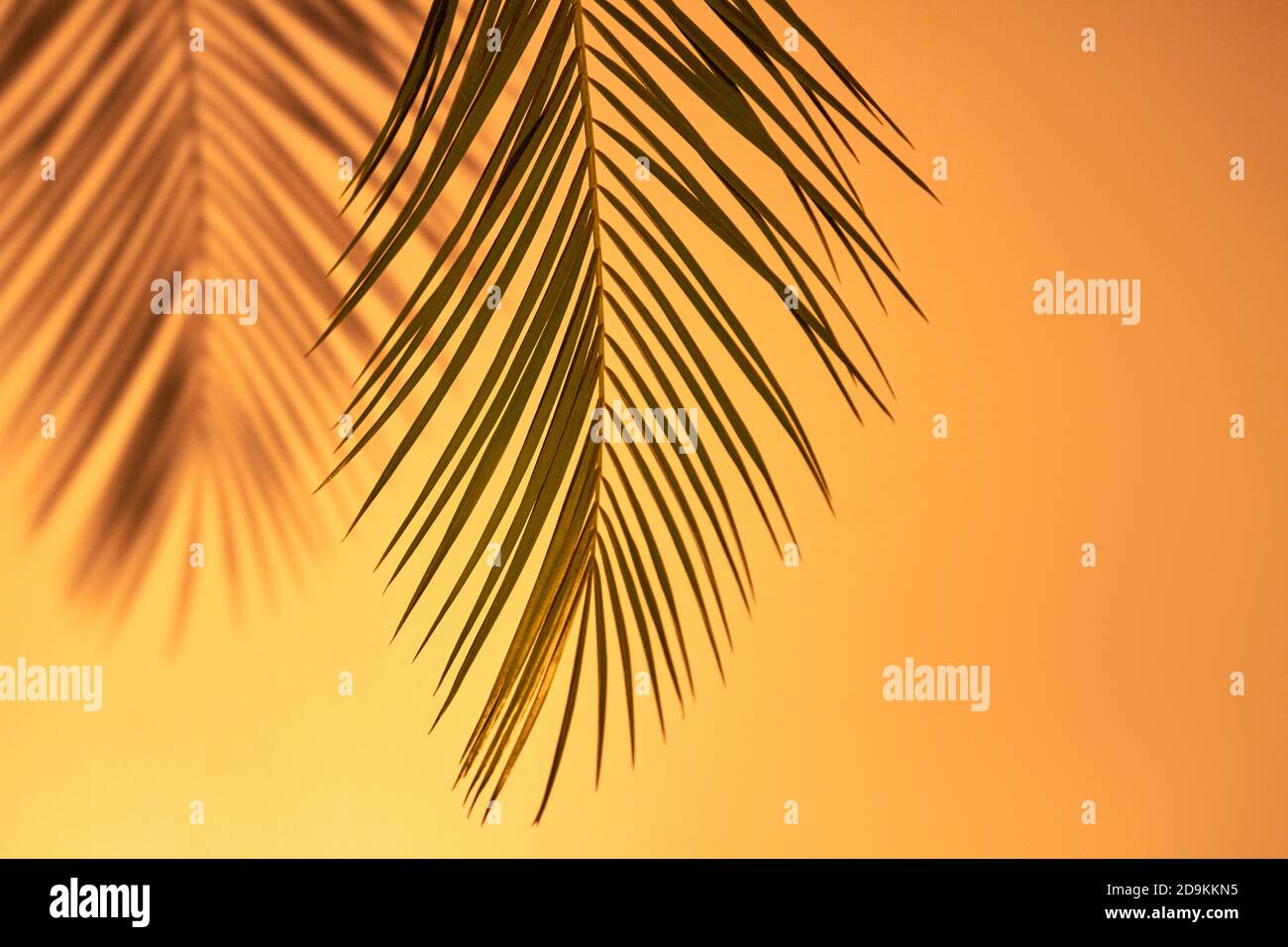 Palm heaves and sunset background Stock Photo - Alamy