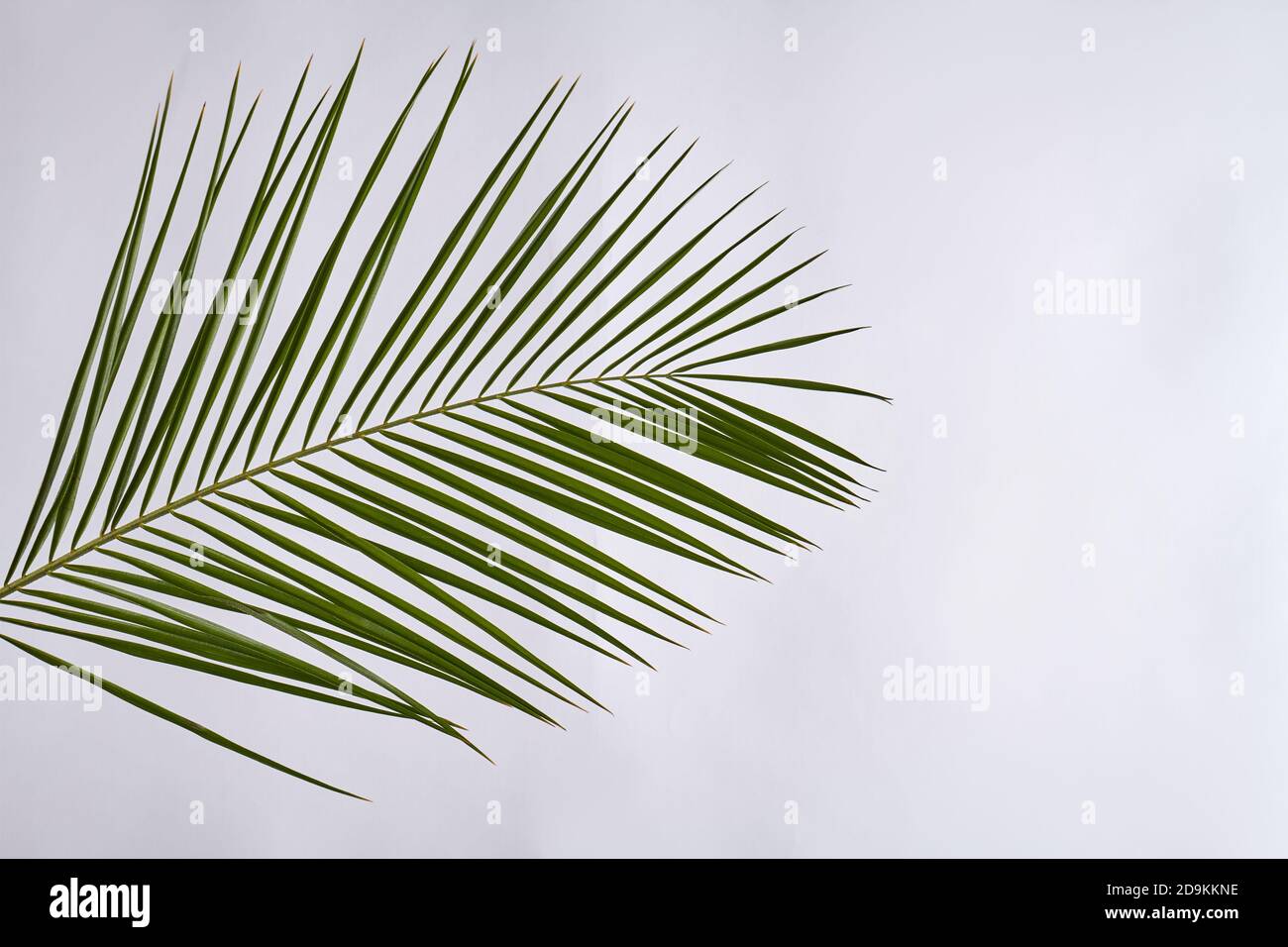 Palm branch isolated on white Stock Photo - Alamy