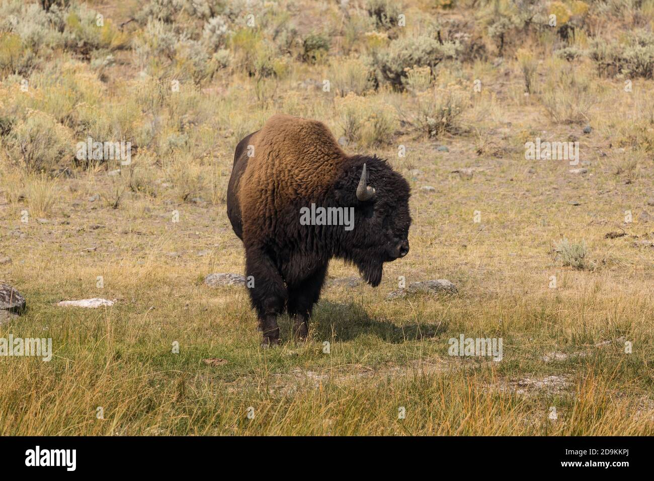 An American Bison bull in Yellowstone National Park in Wyoming, USA ...