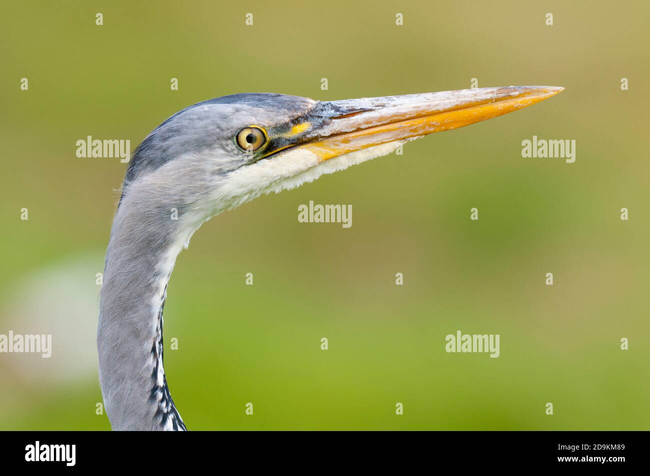 A close up on the head of a grey heron (Ardea cinerea) with the ...