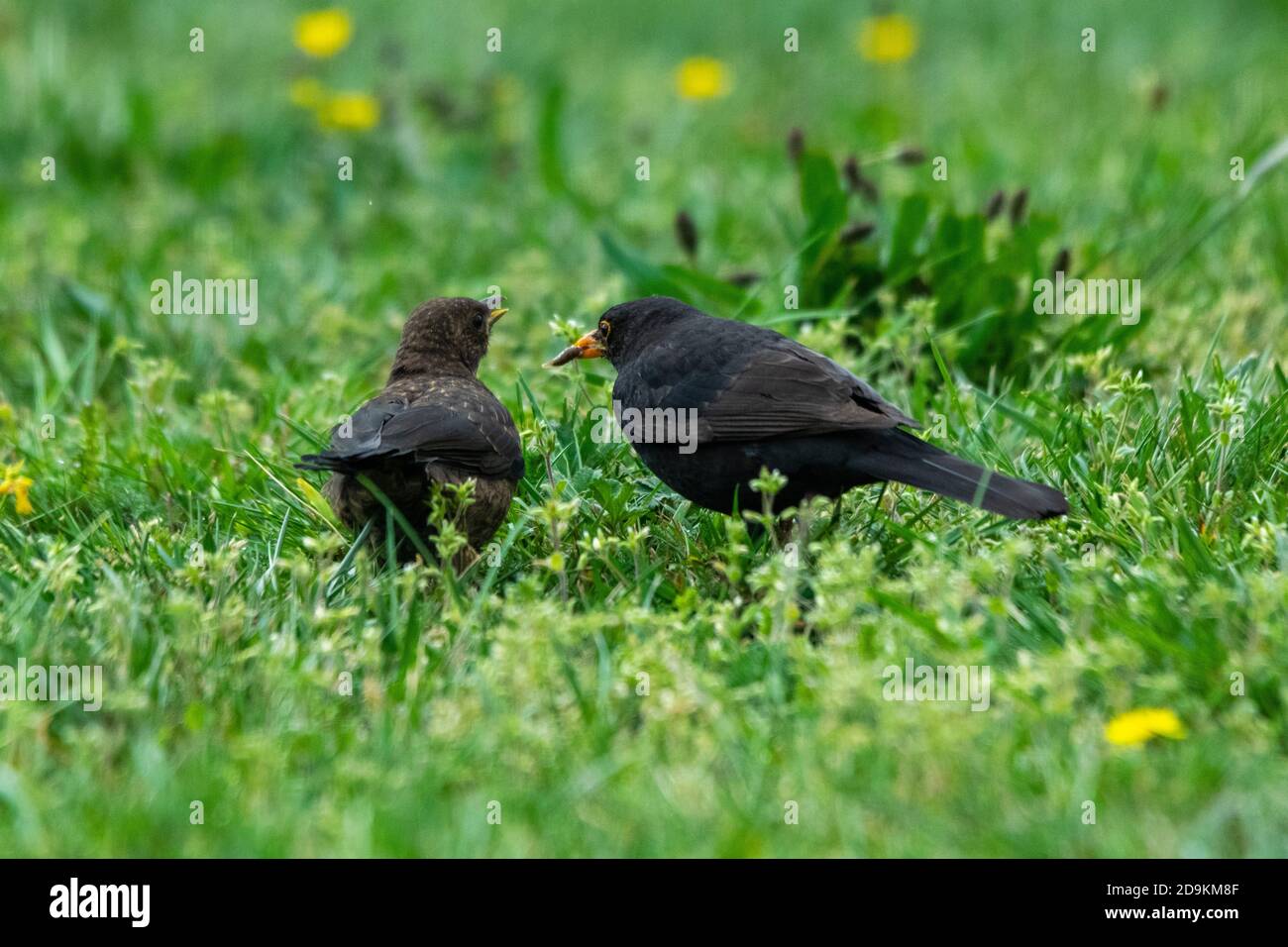 Merlette hi-res stock photography and images - Alamy