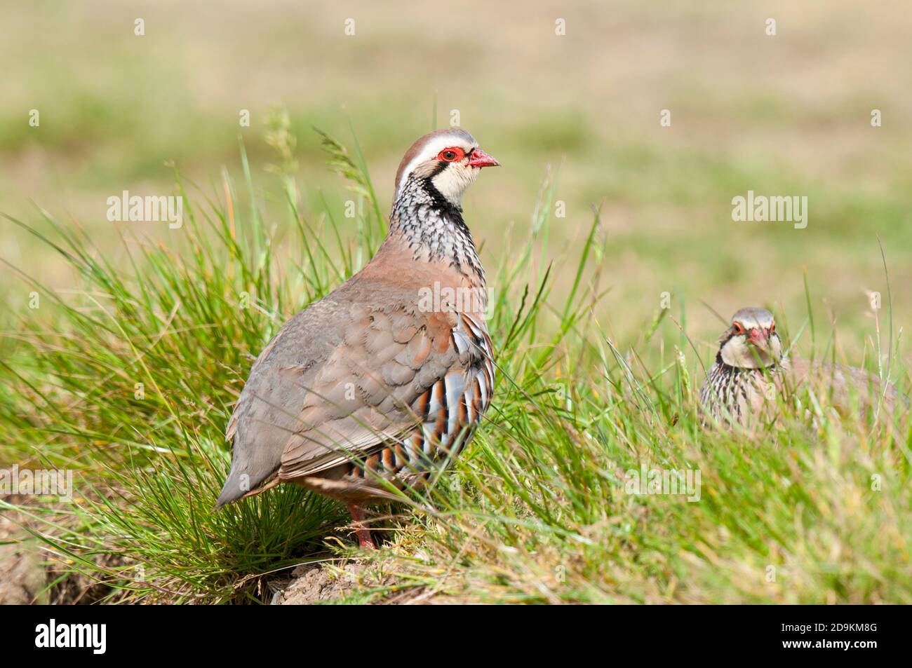 An adult French or red-legged partridge (Alectoris rufa) standing on a ...