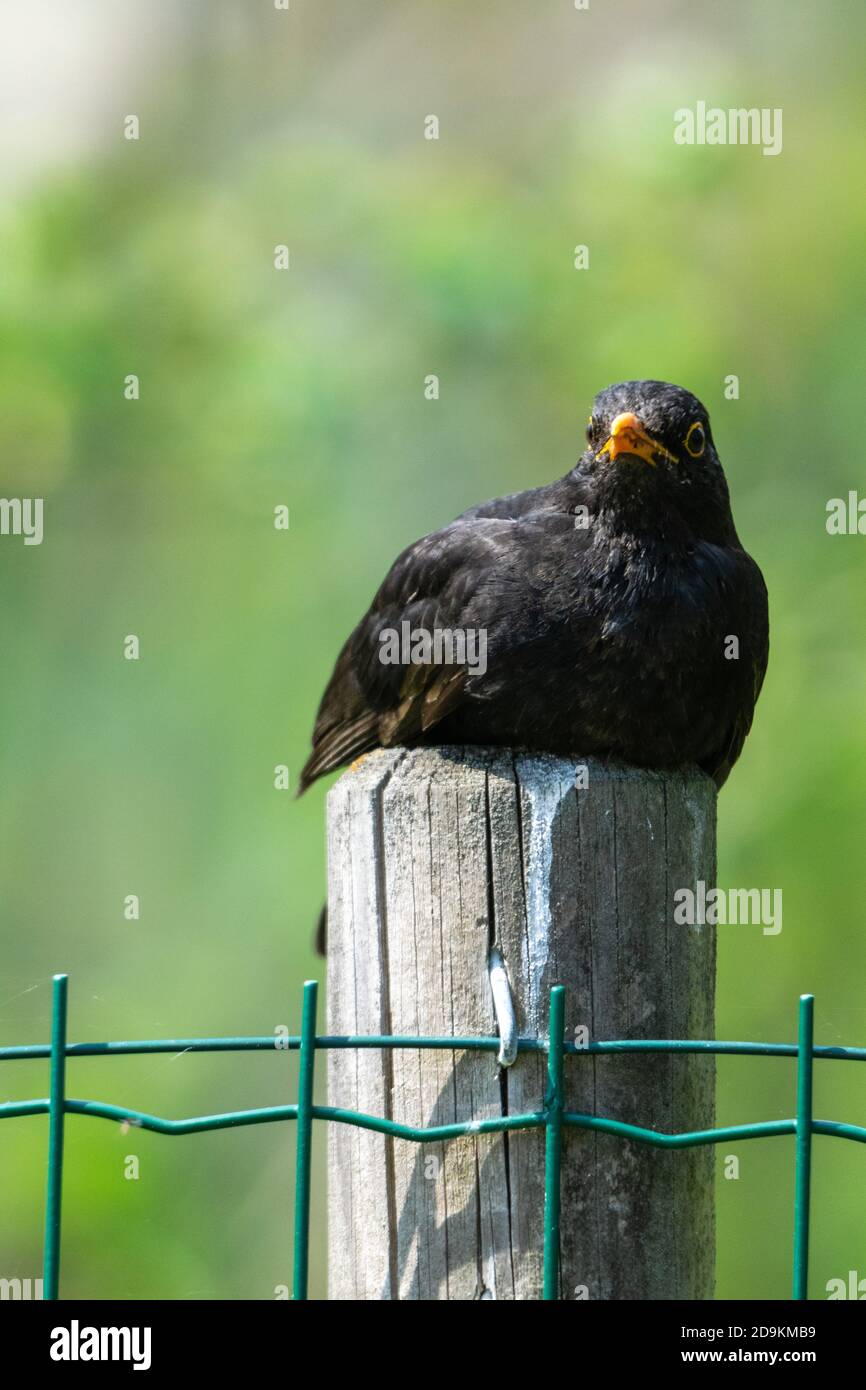 Merlette hi-res stock photography and images - Alamy