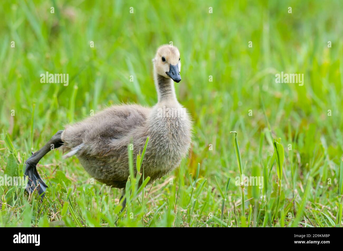 A canada goose (Branta canadensis) gosling stretching a leg in short ...