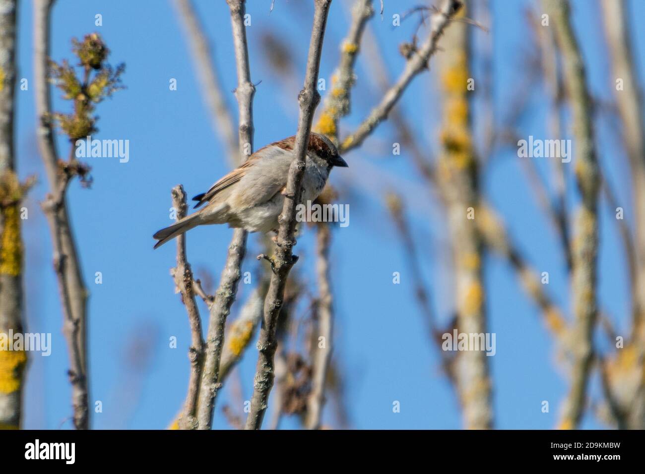 Moineau hi-res stock photography and images - Alamy