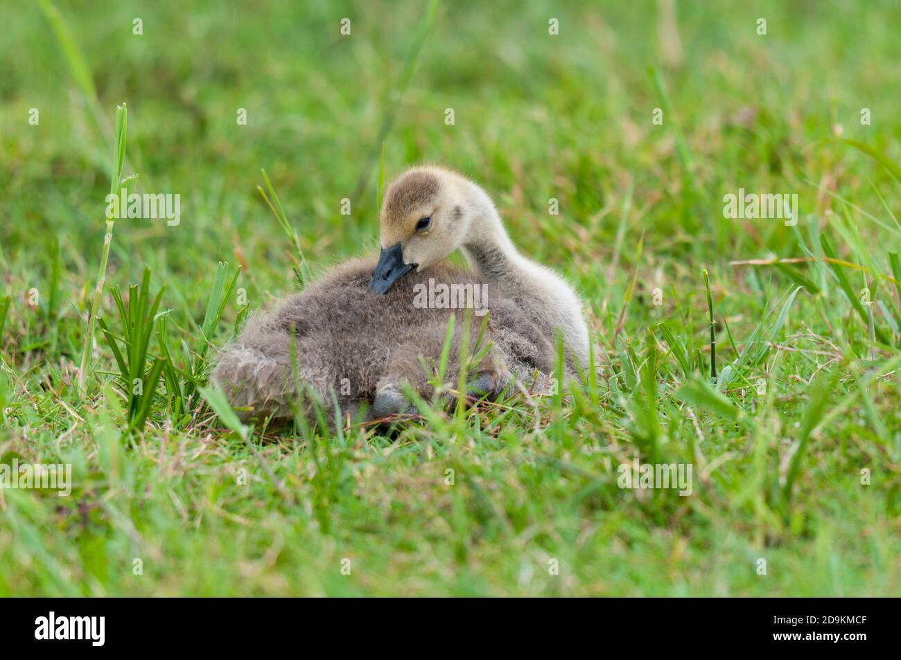 Canada goose sitting down hi-res stock photography and images - Alamy