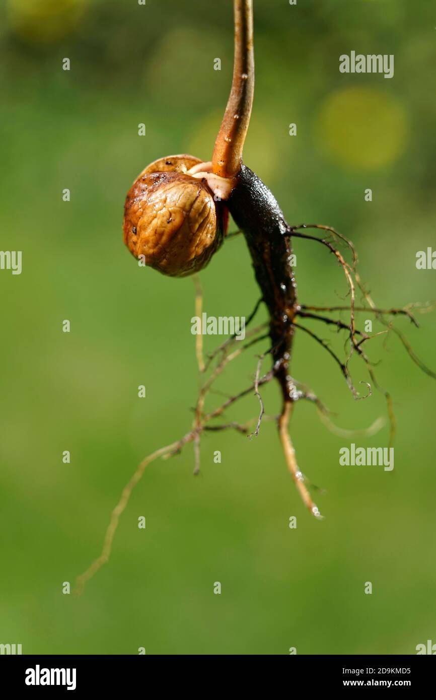Germany, Bavaria, Upper Bavaria, germinating walnut, root, Juglans ...
