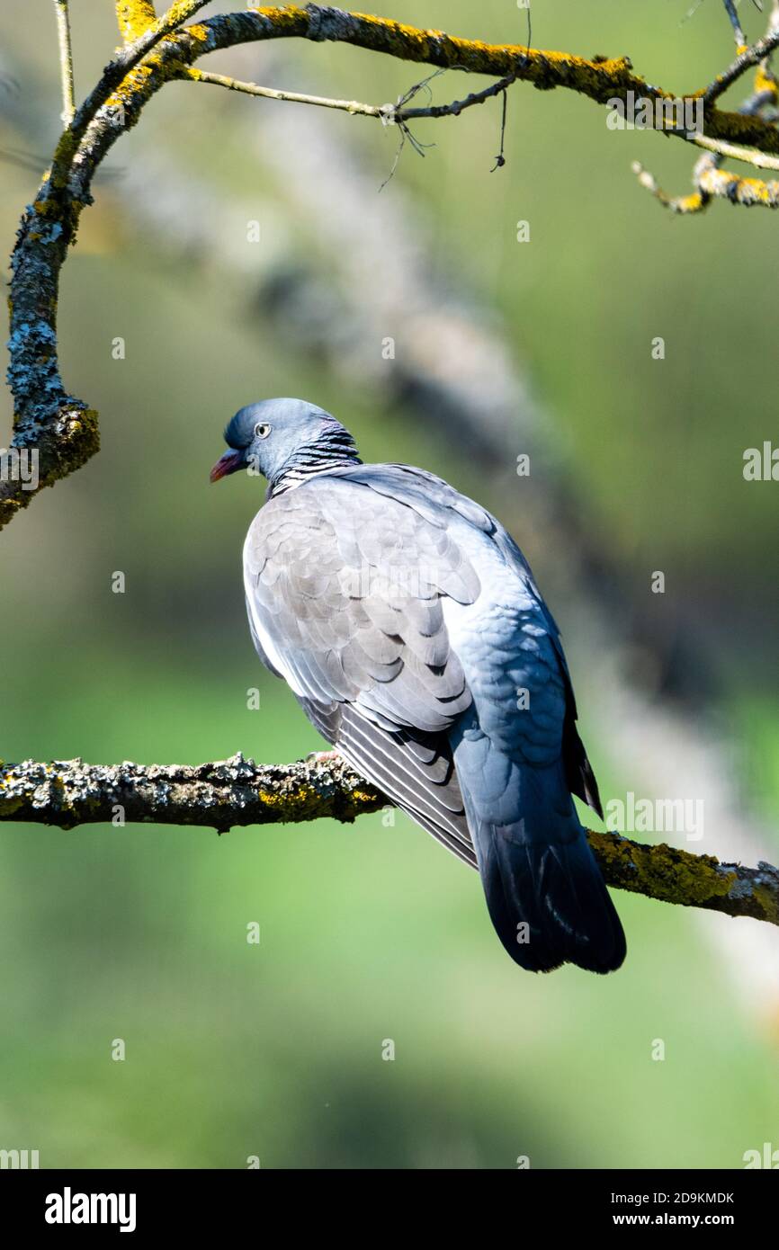 Tourterelle hi-res stock photography and images - Alamy